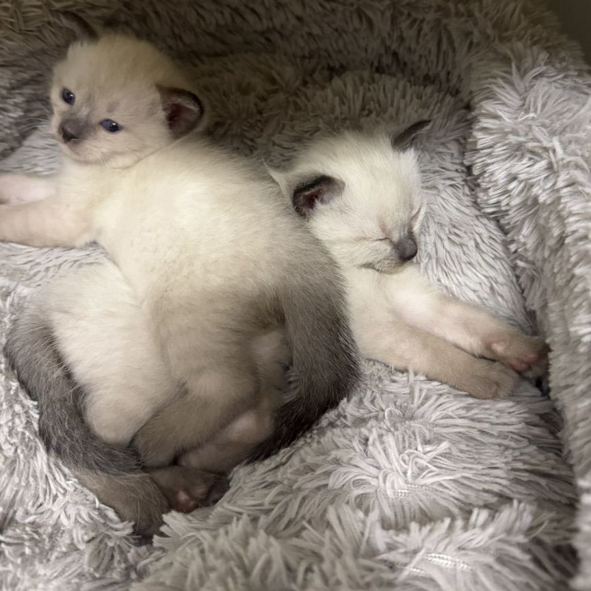 Котёнок от частного владельца