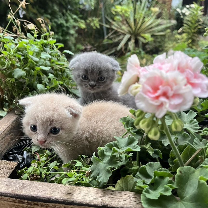 Бенгальские котята