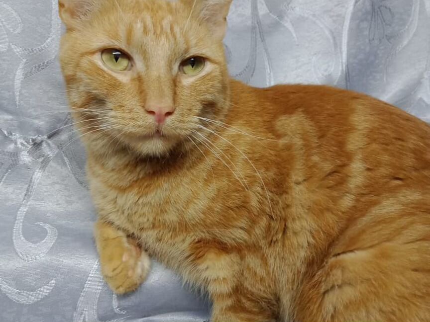 Рыжий кот, 10 мес