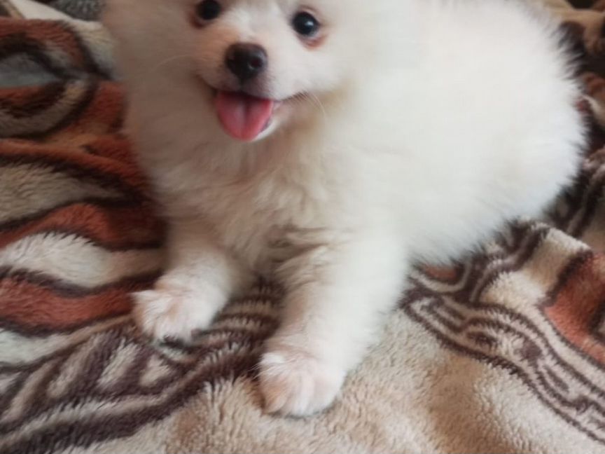 Щенок шпица