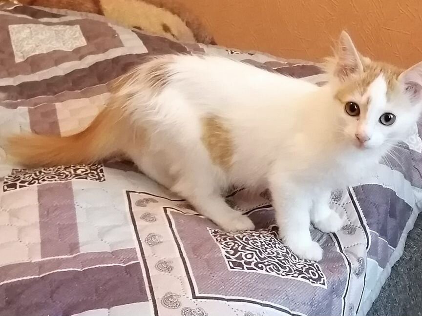 Котенок в дар