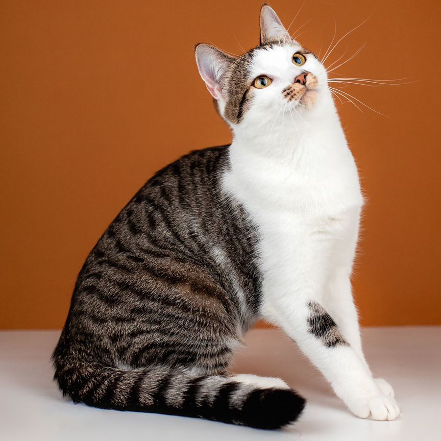 Взрослая кошка из приюта