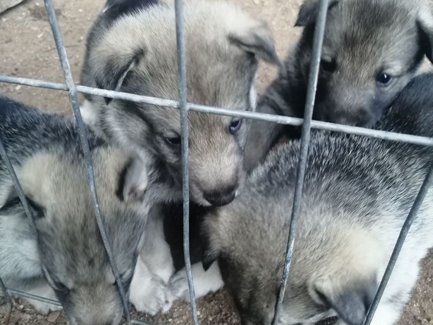 Продажа собак щенков