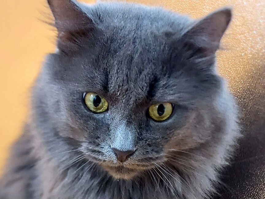 Котик Дима, 3 года, в дар