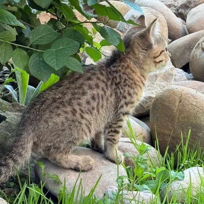 Котята в добрые руки бесплатно