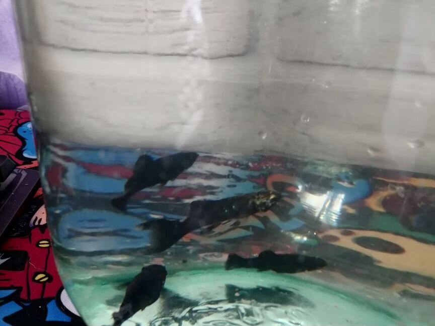 Аквариумные рыбки отдам бесплатно