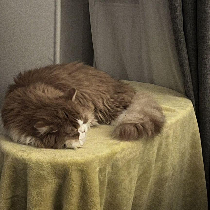 Шотландский прямоухий кот в добрые руки