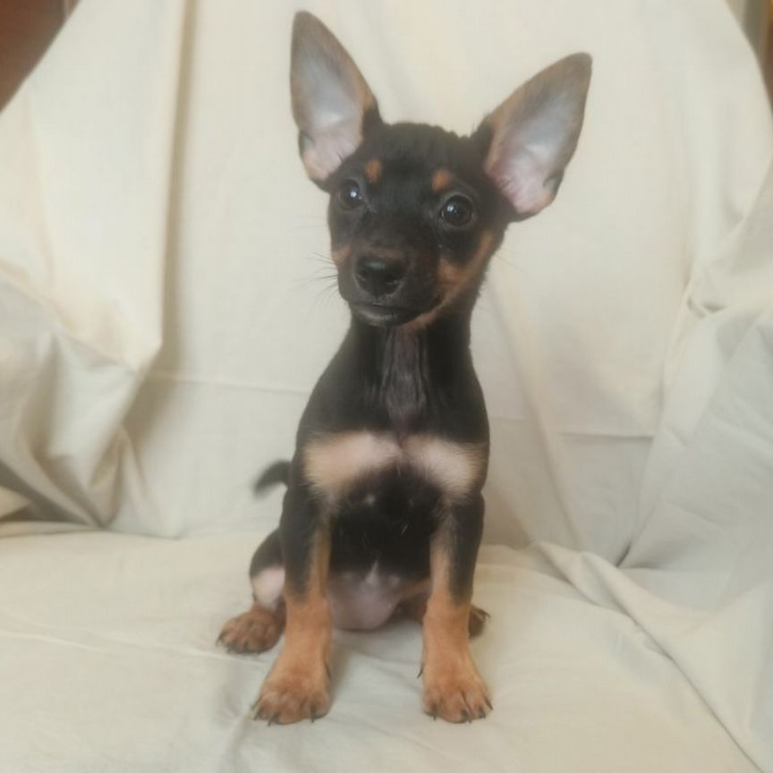 Цвергпинчер, щенок