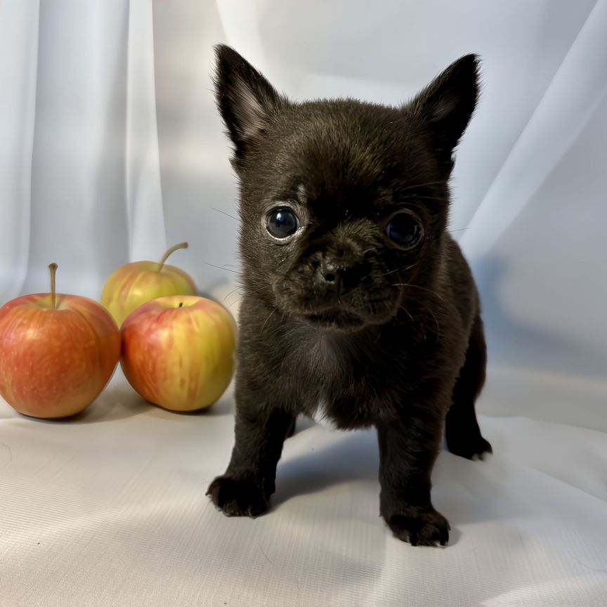 Чихуахуа, щенок