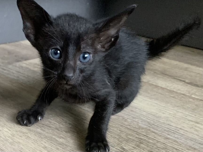 Ориентальная