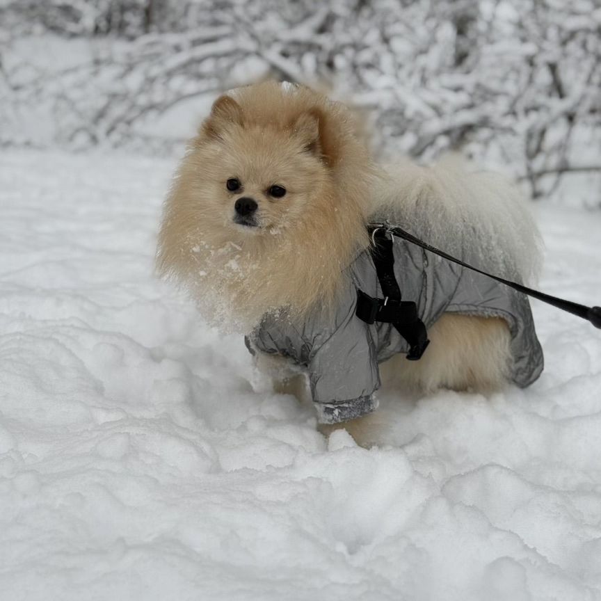 Послушный годовалый шпиц