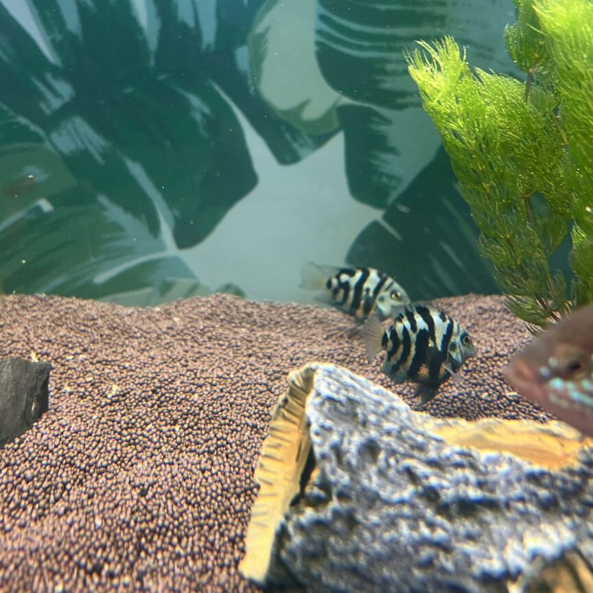 Рыбка сапфировый попугай