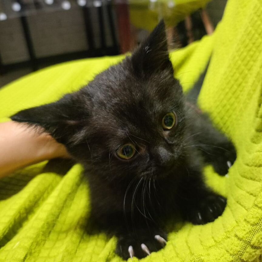 Красивый котенок