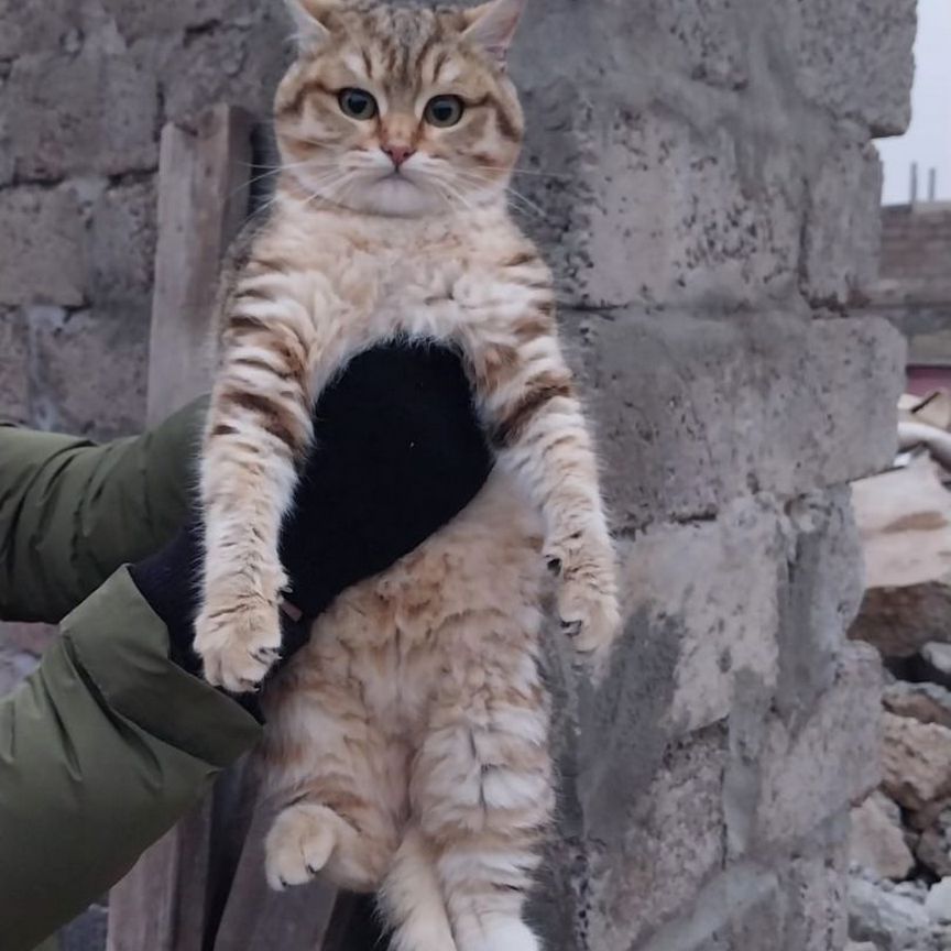 Кошечка в добрые руки