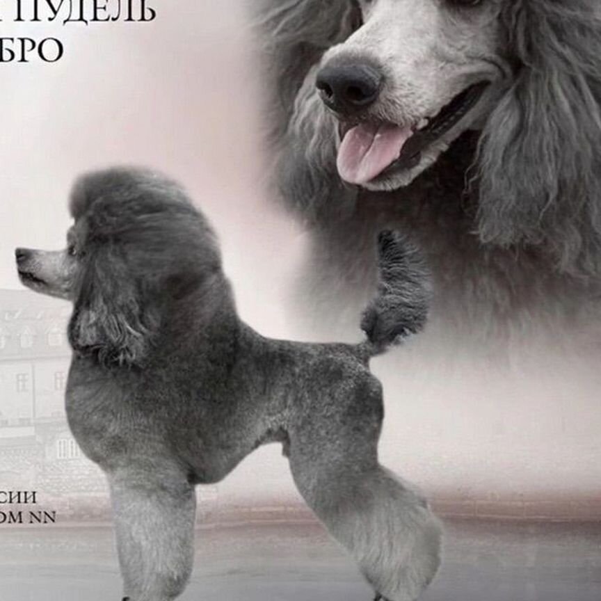 Большой пудель вязка