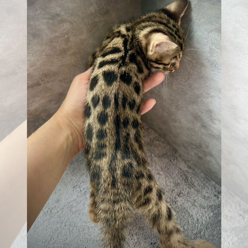 Бенгальские котята ф2 от алк девочка