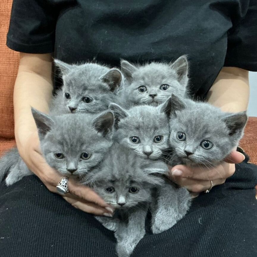 Британский короткошёрстный котёнок