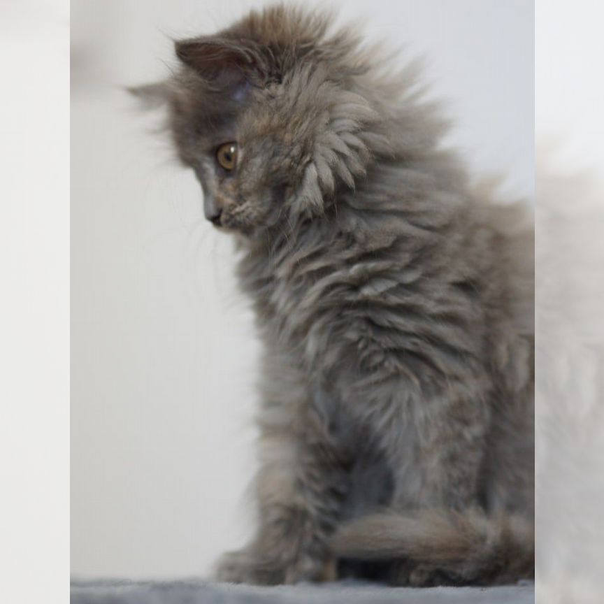 Сибирский котёнок