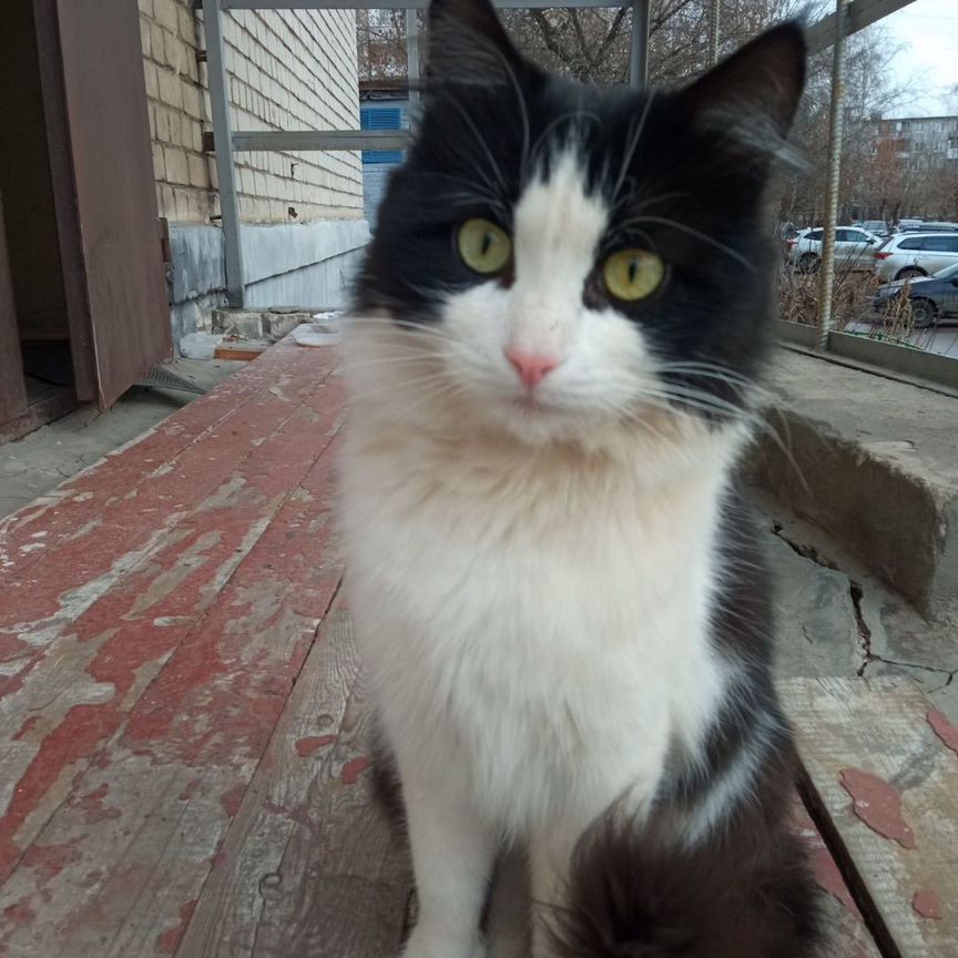 Кот в добрые руки бесплатно мальчик