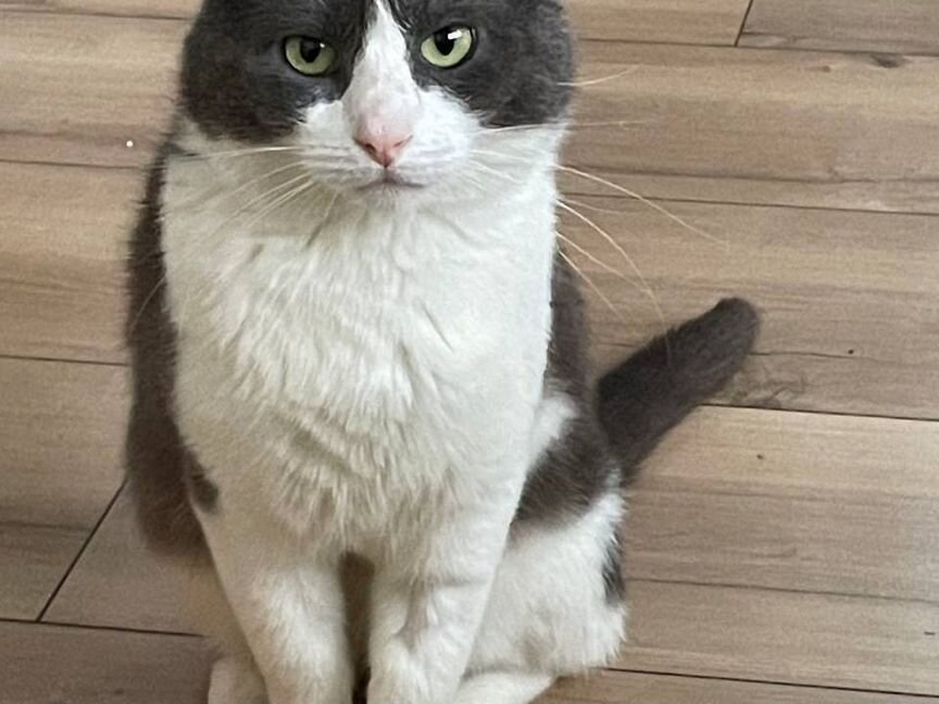 Красивый котик