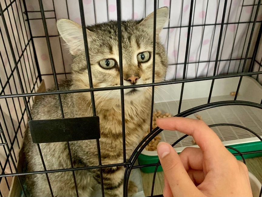 Настрадавшийся котик Сэм ищет хозяев