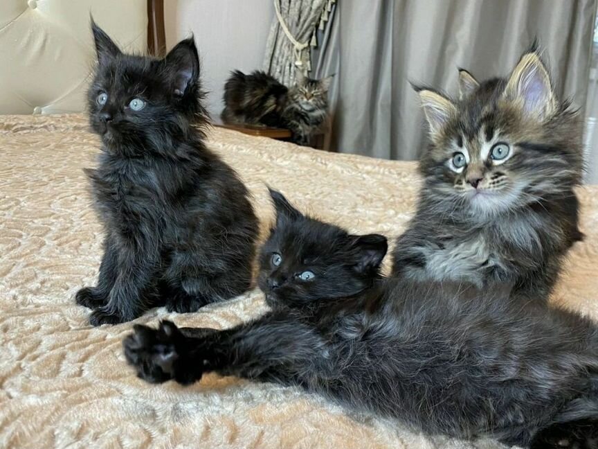 Твой гигант с кистями