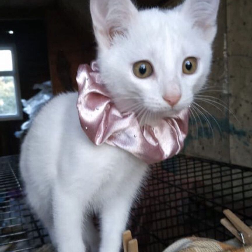 Котенок