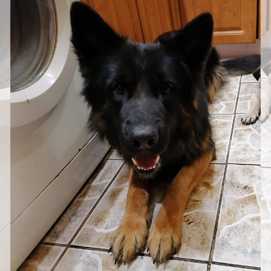 Немецкая овчарка, взрослая собака