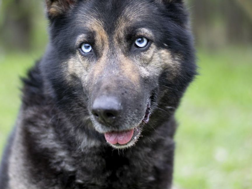 Голубоглазая Шейла ждёт вас в приюте