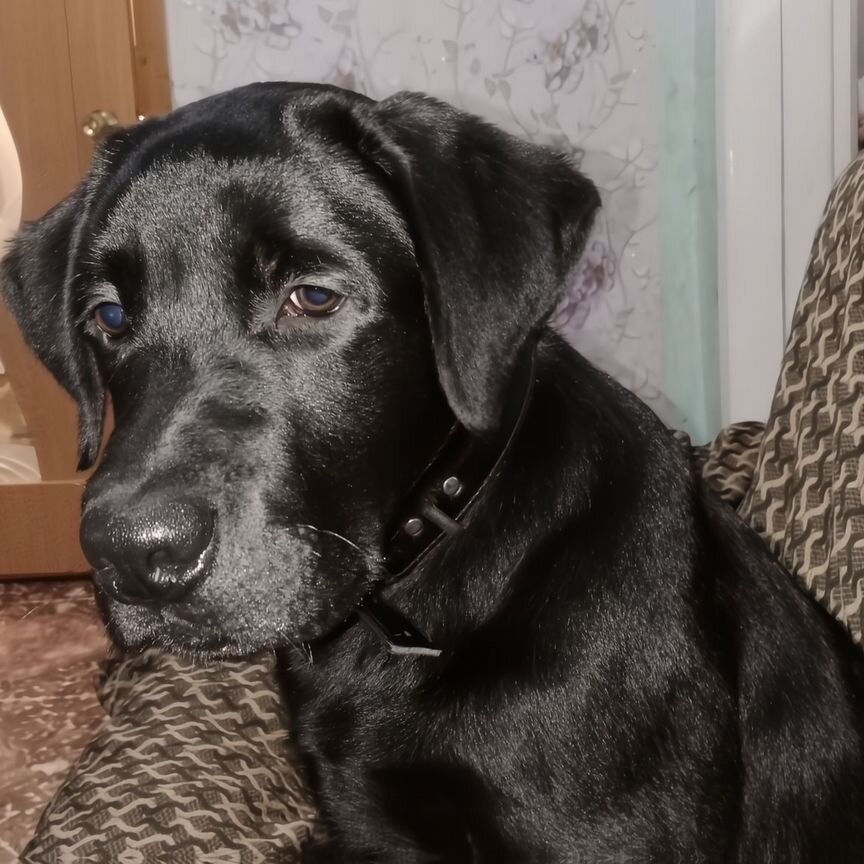 Лабрадор-ретривер, щенок