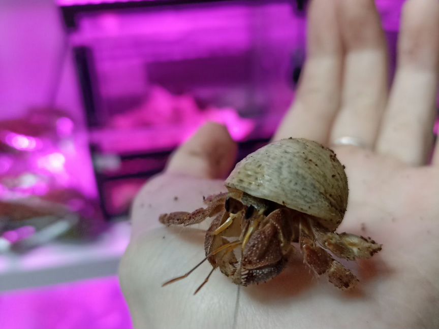 Рак отшельник