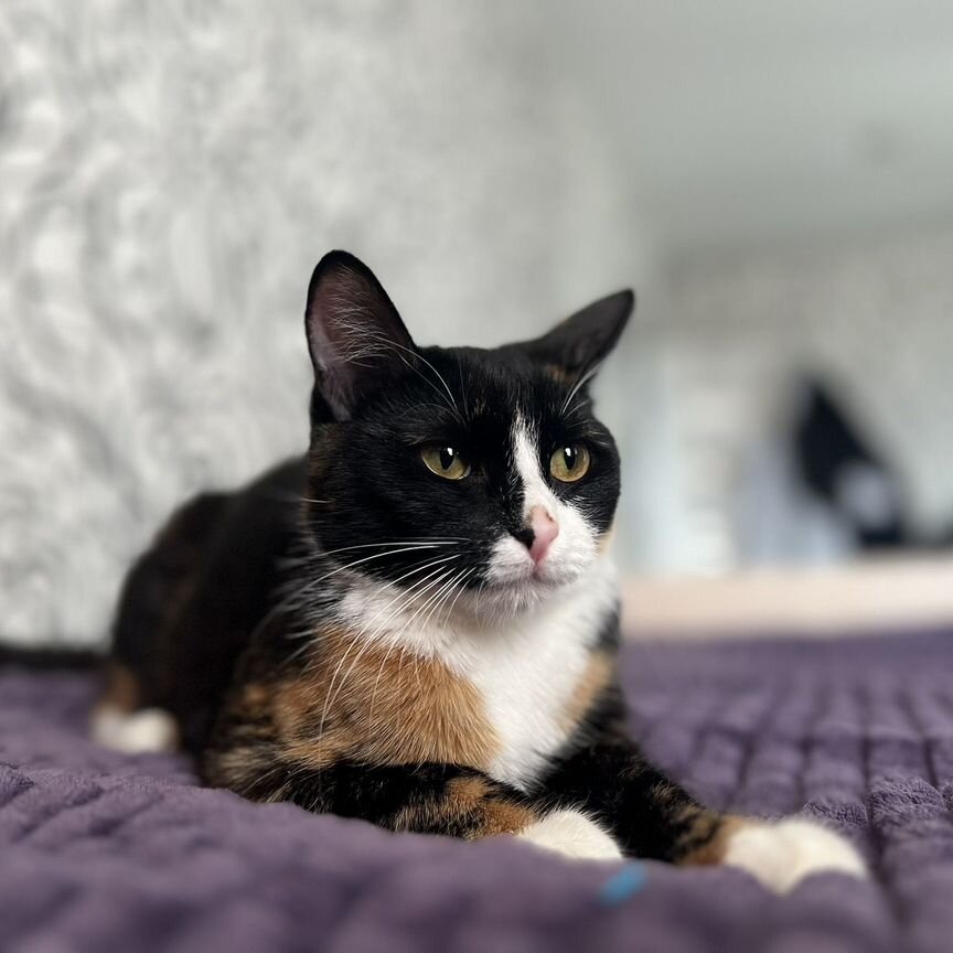 Отдам котенка в добрые руки