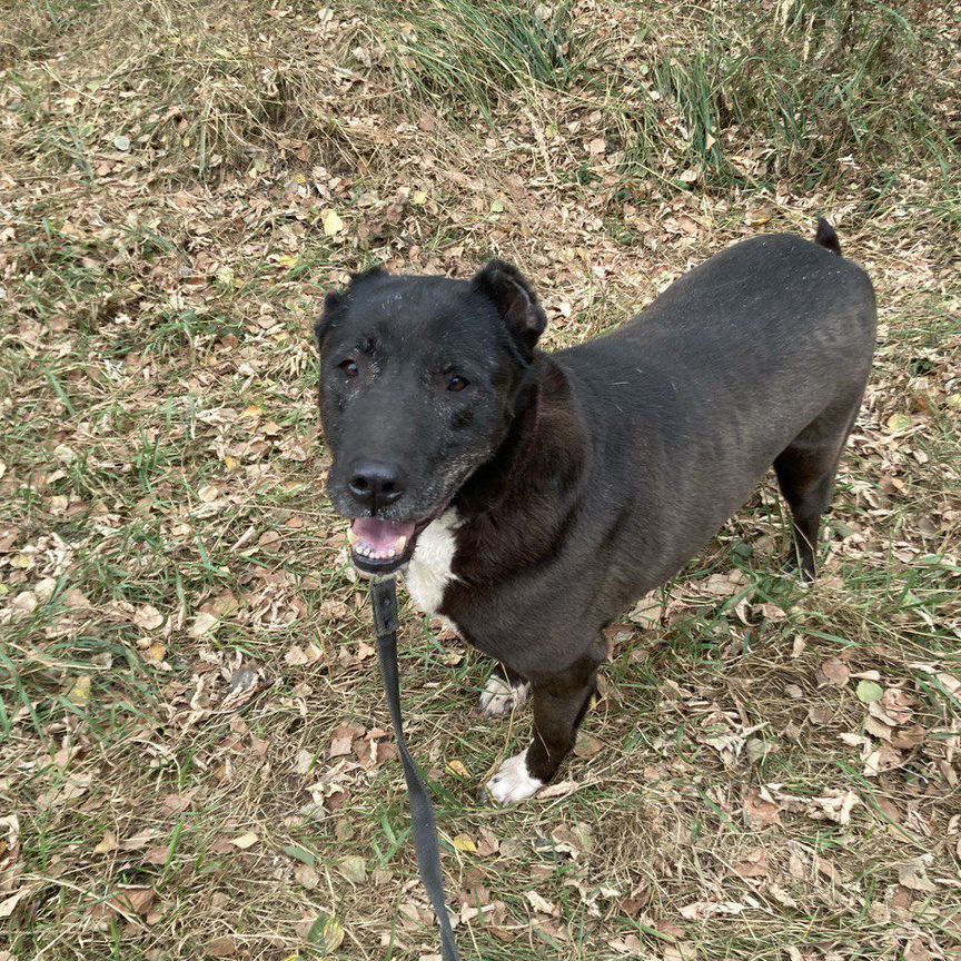 Нежная Токио из приюта ищет дом