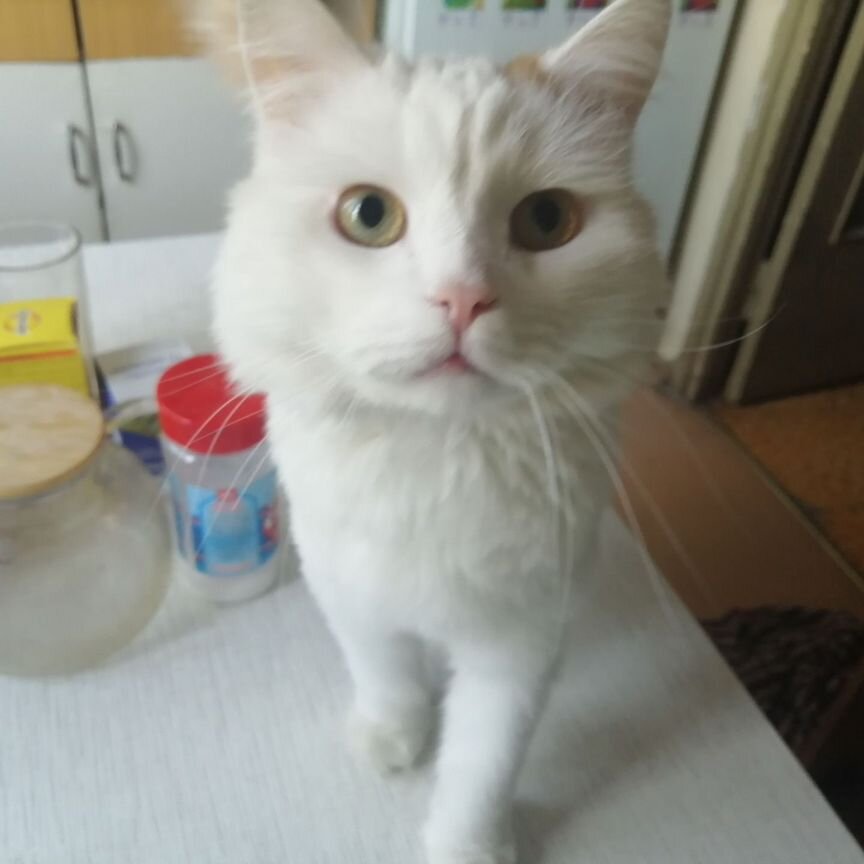 Кот бесплатно