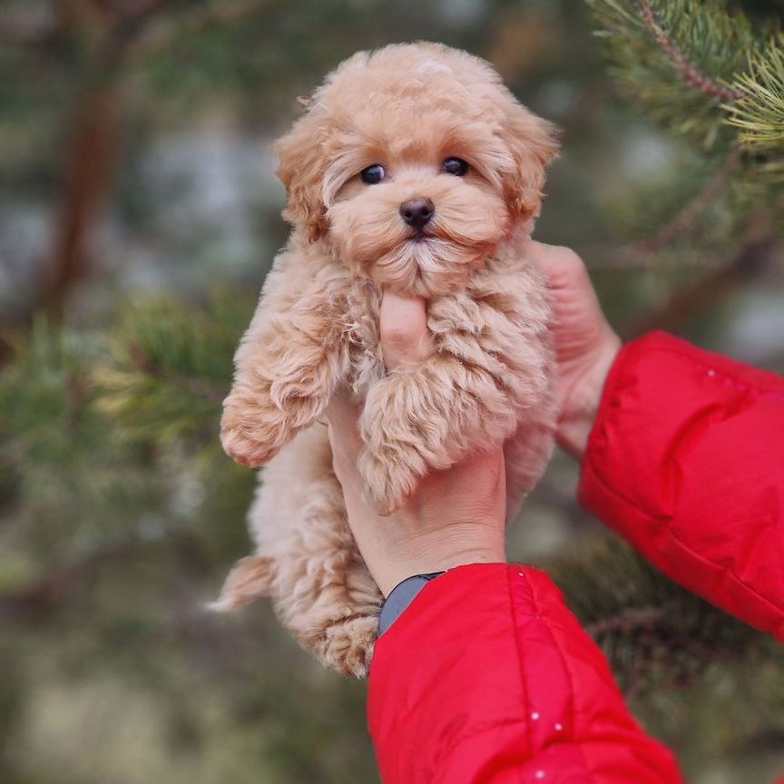 Мальчик мальтипу мини