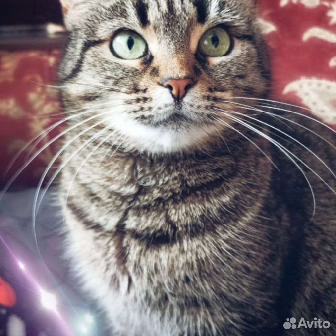 Моничка ищет дом