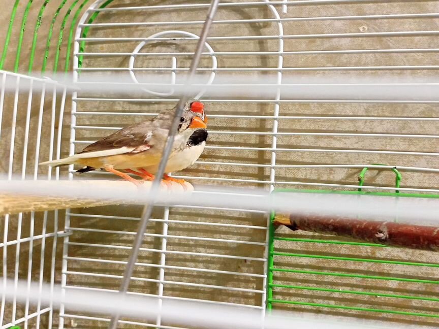 Зебровые амадины