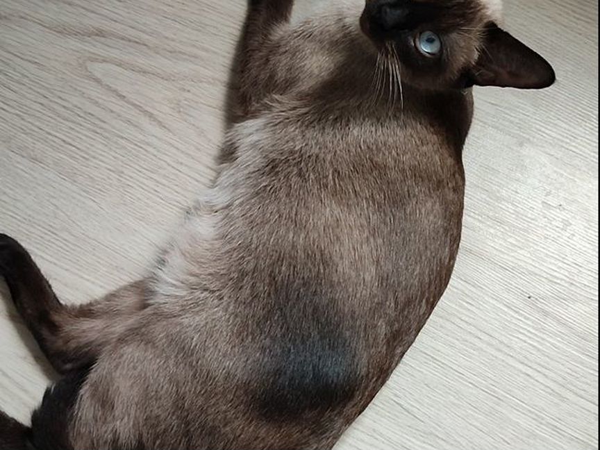 Продам котят