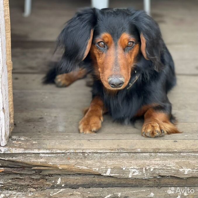 Вязка кабель длинношерстная такса бесплатно