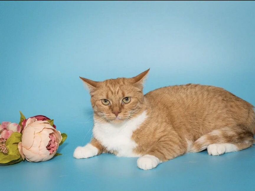 Кошечка Злата