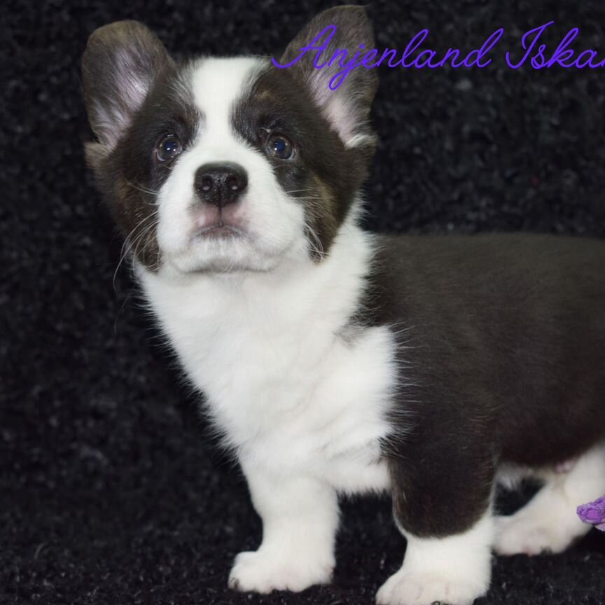 Кардиган вельш корги