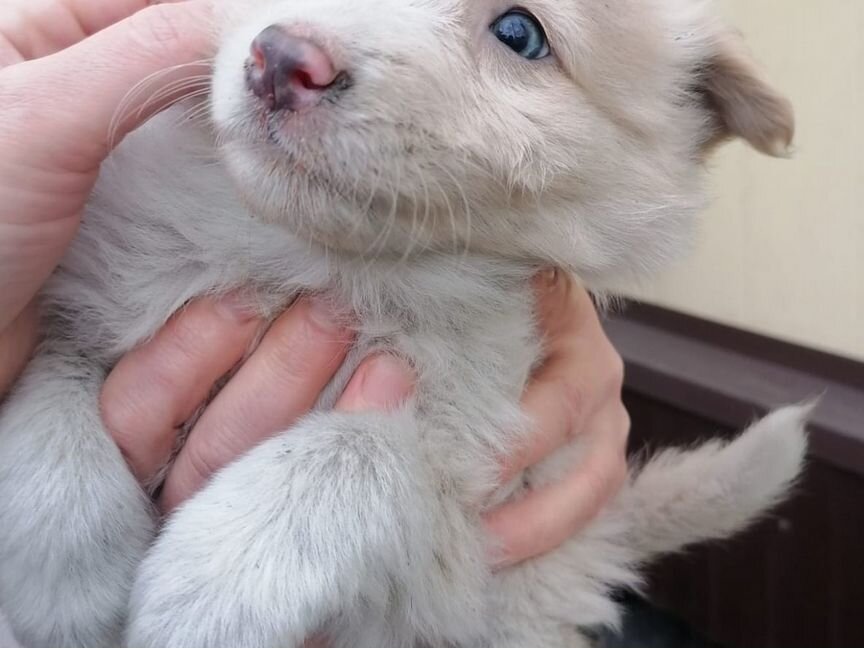 Щенки 1,5 месяца