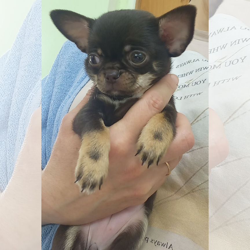 Чихуахуа, щенок