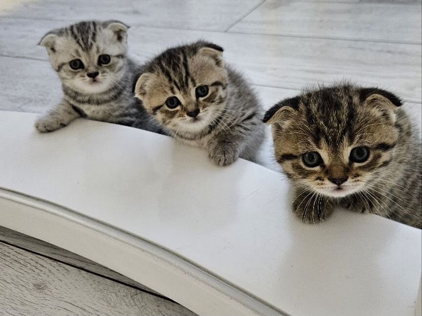 Шотландская вислоухая