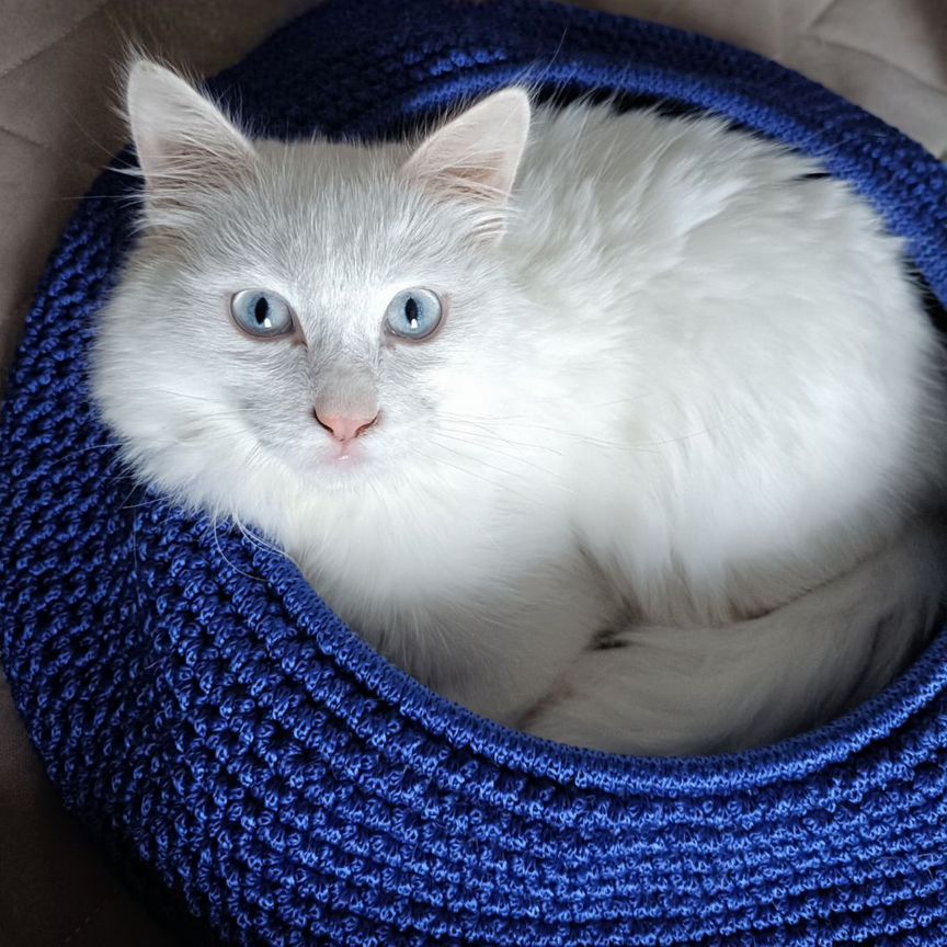 Турецкая ангора котёнок