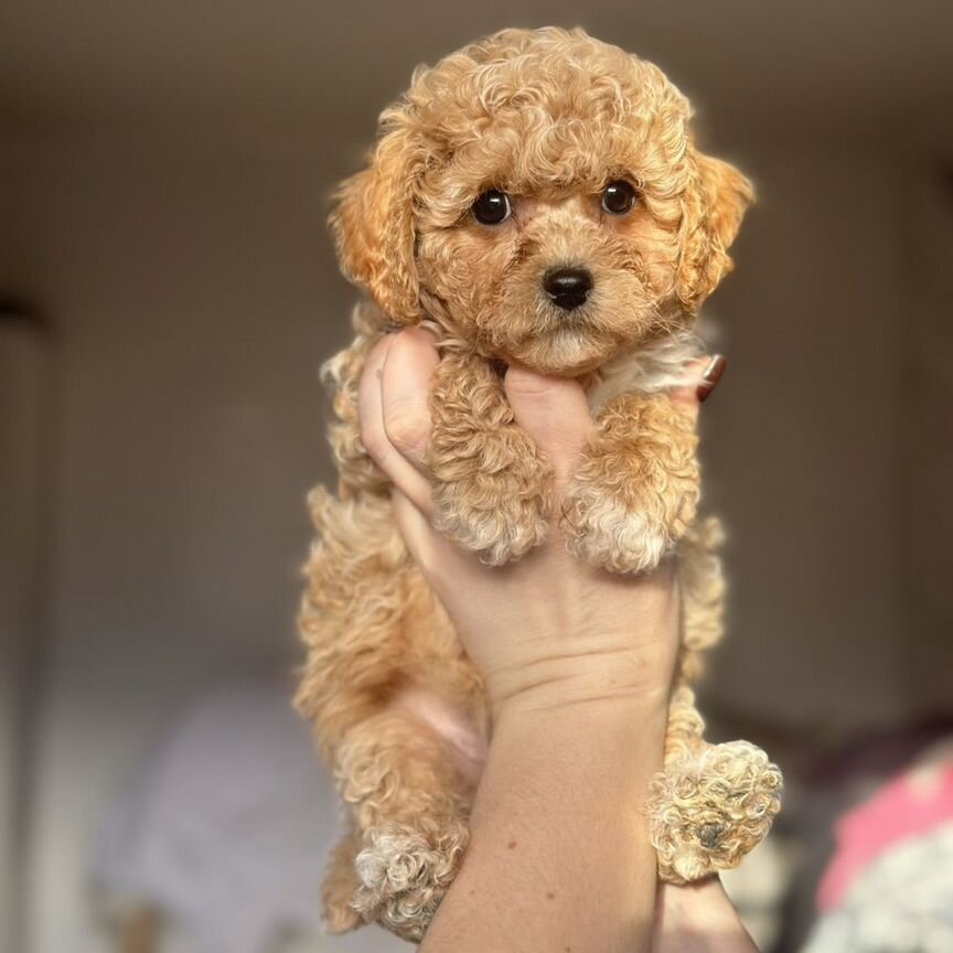 Мальтипу, щенок