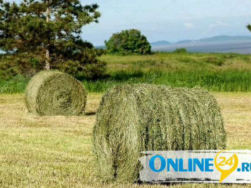 Сено в рулонах этого года 2024