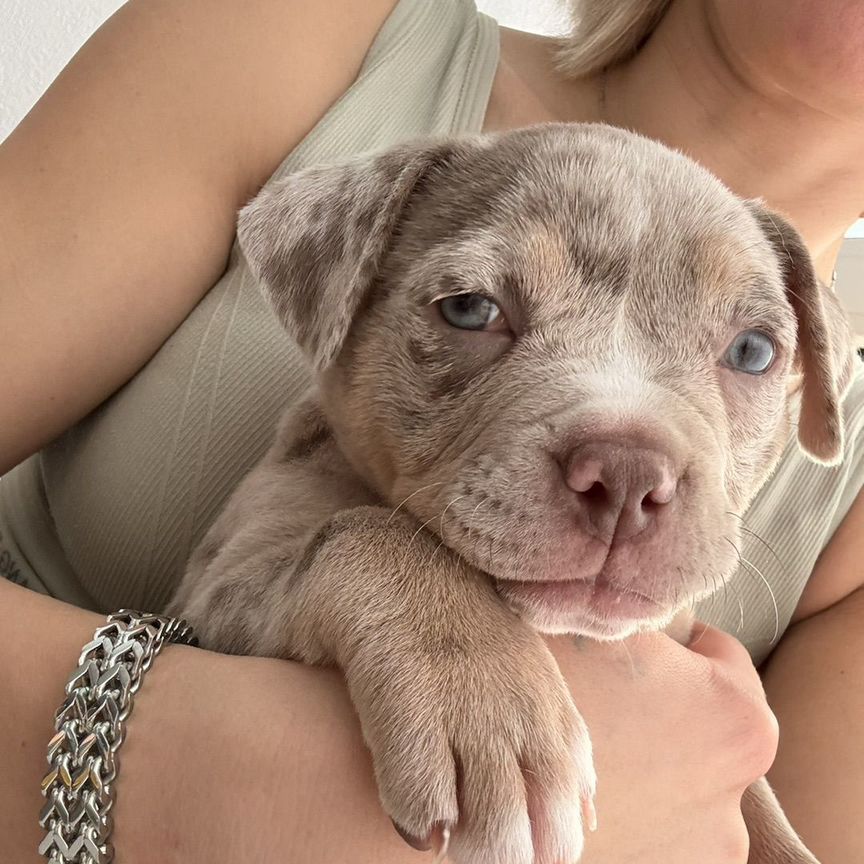 Американский булли