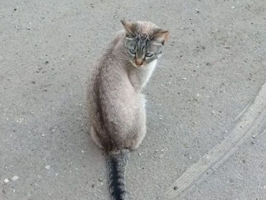 Кошечка в добрые руки