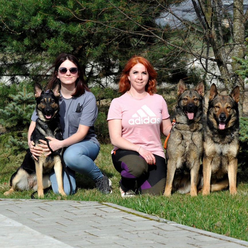 Щенки немецких овчарок для работы и спорта